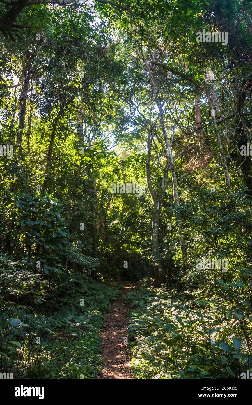 Dirt road in the brazilian forest in Ilhabela, São Paulo State, Brazil ...