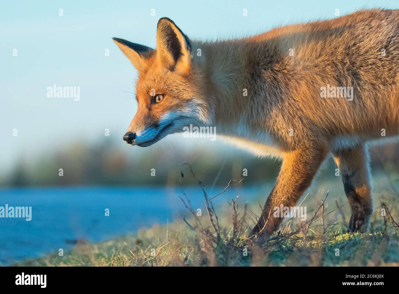 Red fox in wilderness hi-res stock photography and images - Alamy