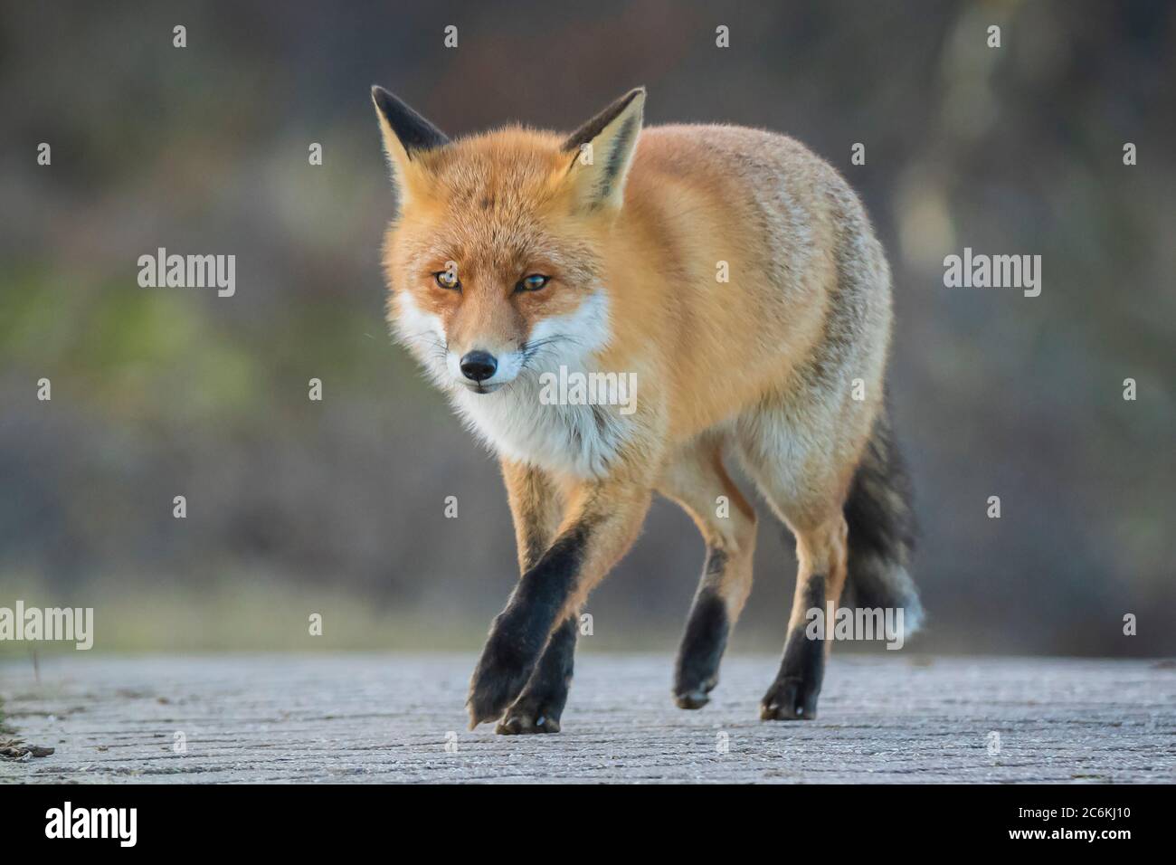 Wild young red fox, vulpes vulpes, scavenging in a forest and meadow ...