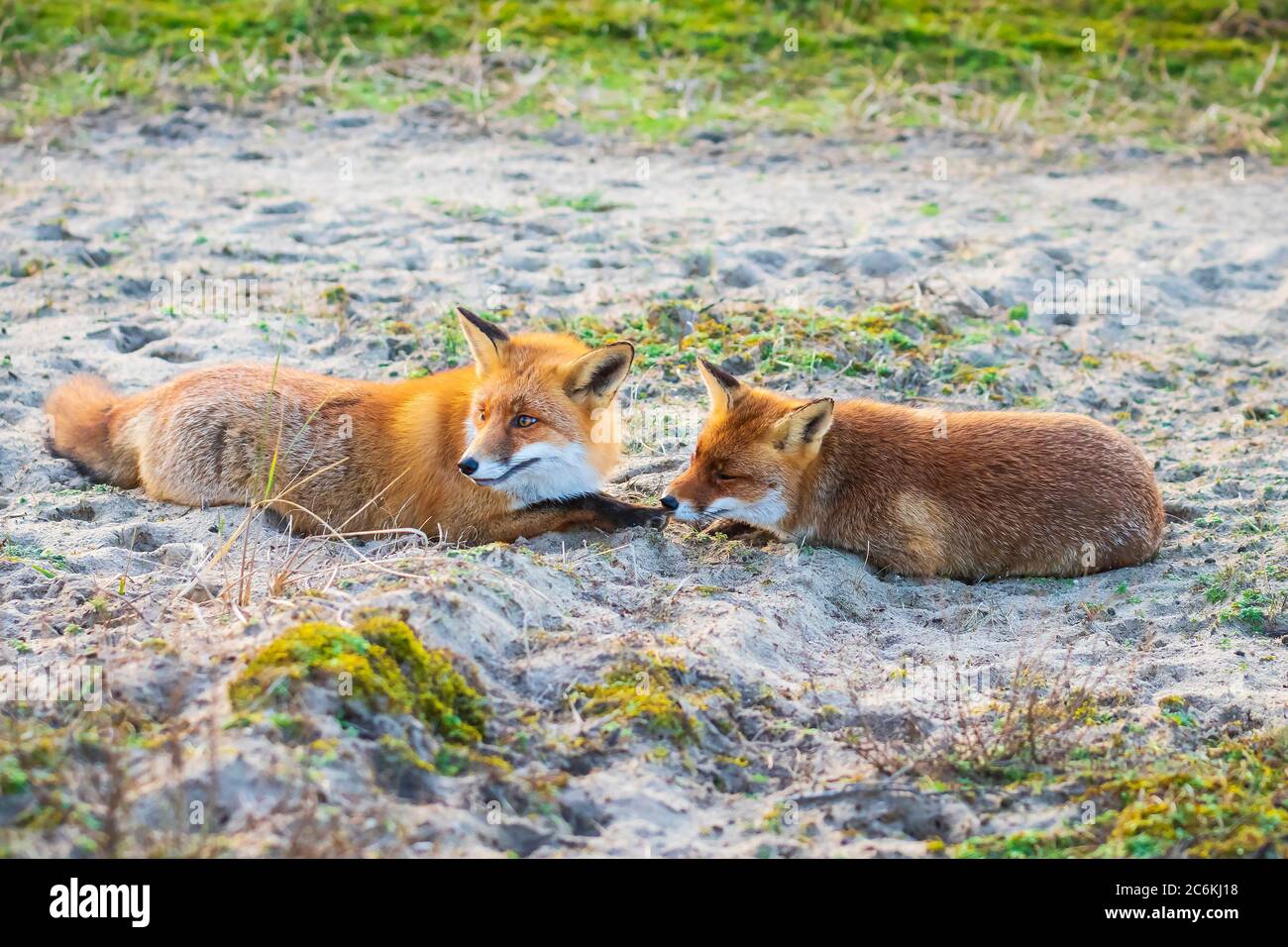 Close up two red foxes hi-res stock photography and images - Alamy