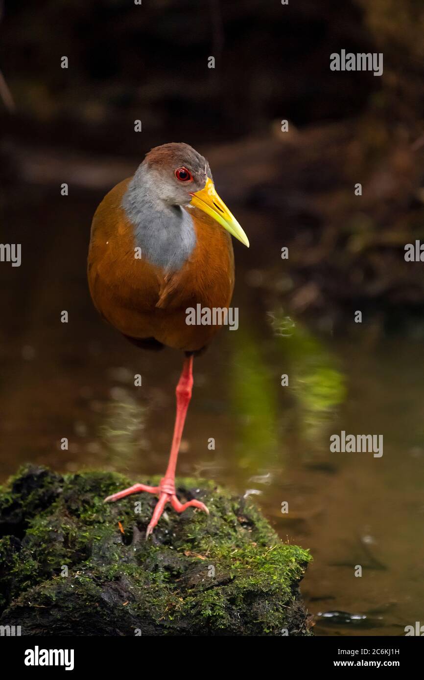 Grey-necked wood rail, grey-cowled wood rail (Aramides cajaneus ...