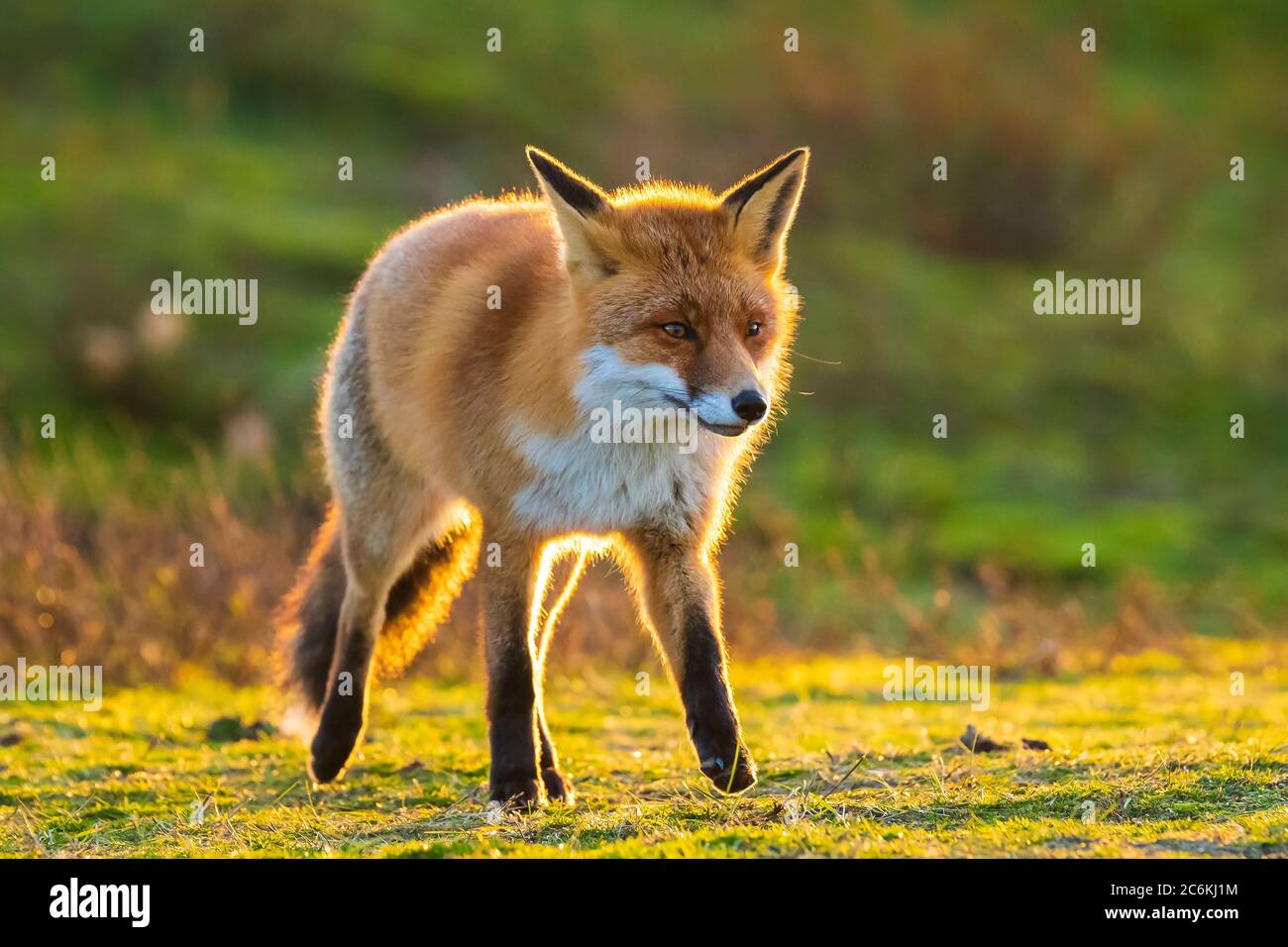 Close-up of a wild red fox, vulpes vulpes, scavenging during a ...