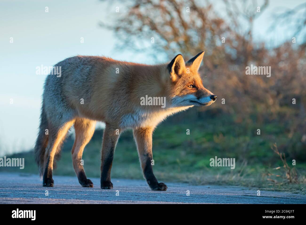 Red fox in wilderness hi-res stock photography and images - Alamy