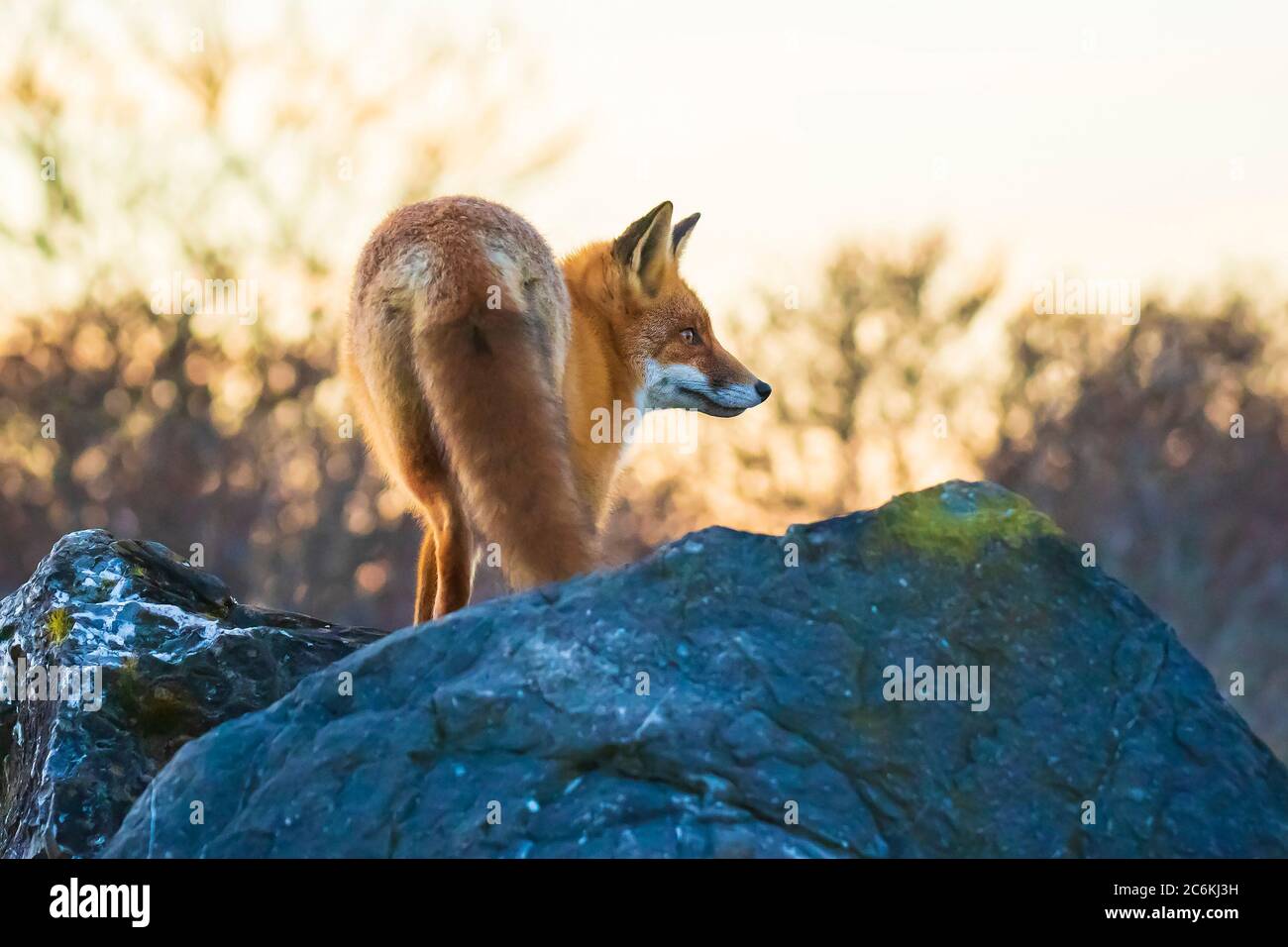 Wild young red fox, vulpes vulpes, scavenging in a forest and meadow, low point of view and ...