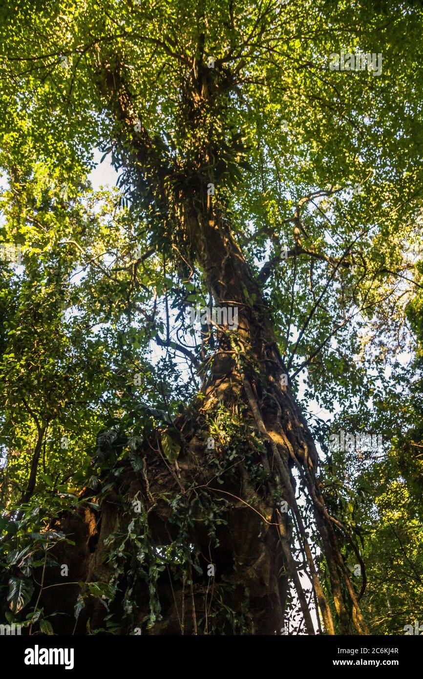 Atlantic rain forest tree hi-res stock photography and images - Alamy