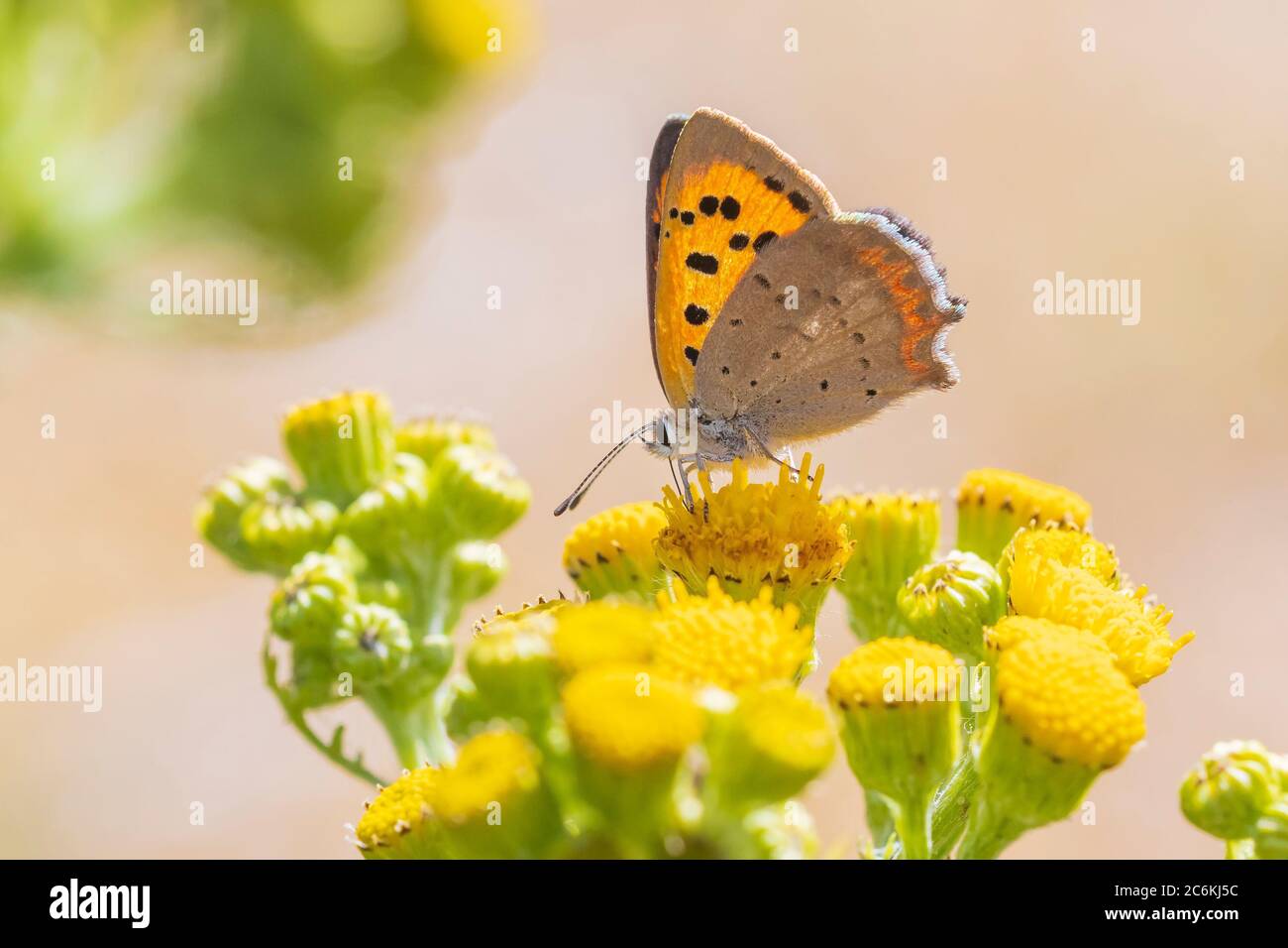 Closeup of a small or common Copper butterfly lycaena phlaeas feeding ...