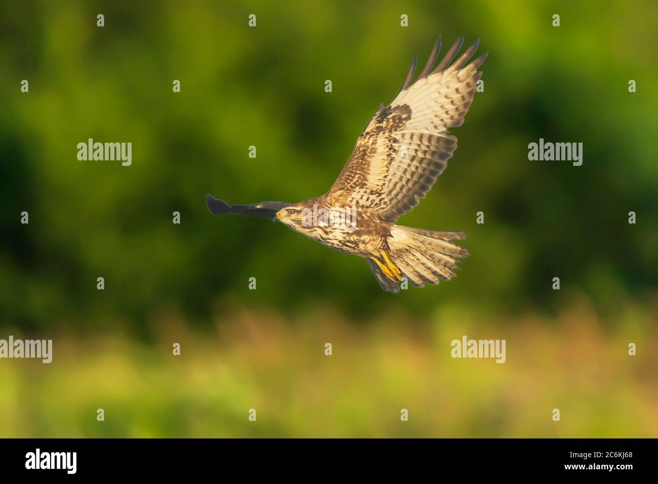 Closeup of a common buzzard, Buteo buteo bird of prey , in flight ...