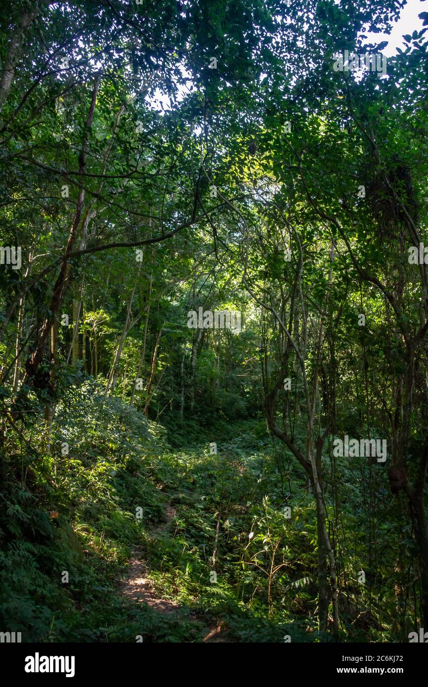Dirt road in the brazilian forest in Ilhabela, São Paulo State, Brazil ...