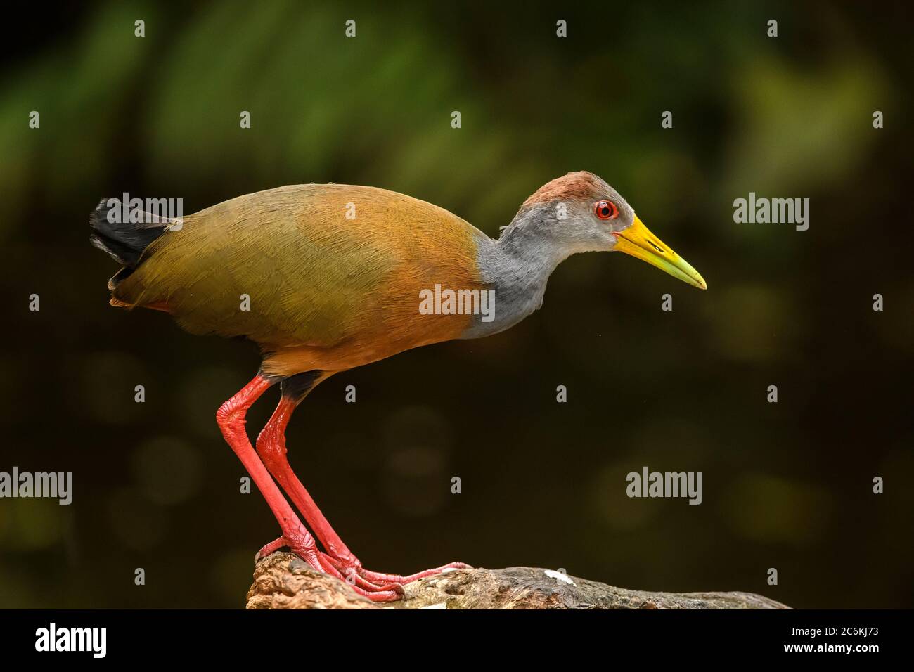 Grey-necked wood rail, grey-cowled wood rail (Aramides cajaneus ...