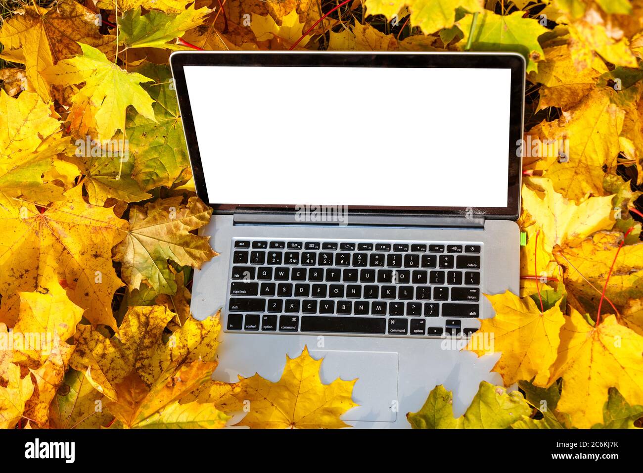 Bright maple leaf on the laptop, top view. Golden autumn background ...
