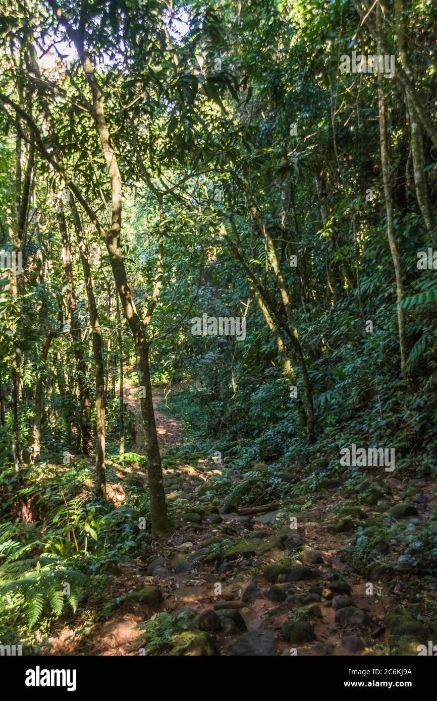 Dirt road in the brazilian forest in Ilhabela, São Paulo State, Brazil ...