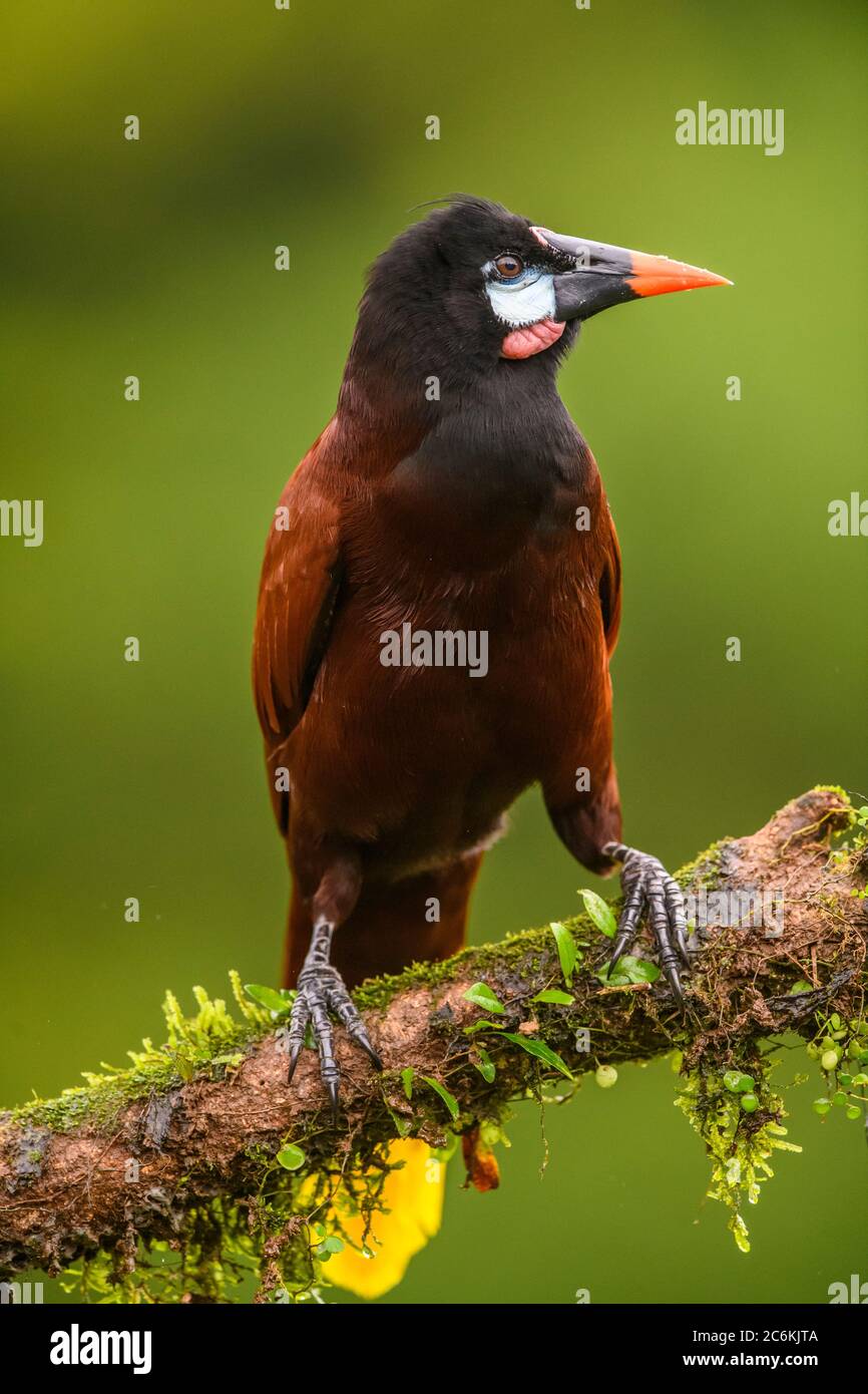 Montezuma oropendola (Psarocolius montezuma), Laguna del lagarto ...