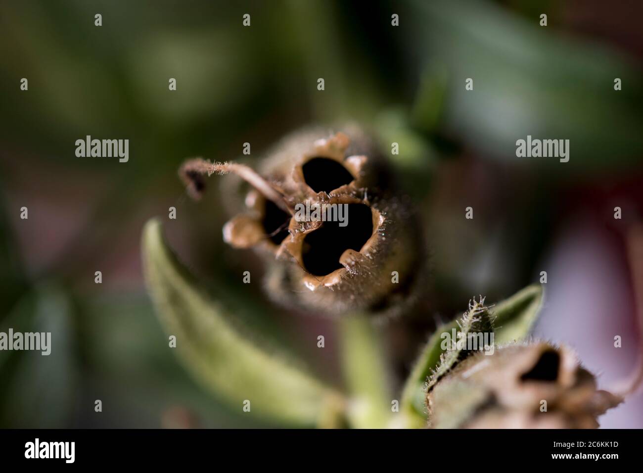 Dragon flower hi-res stock photography and images - Alamy
