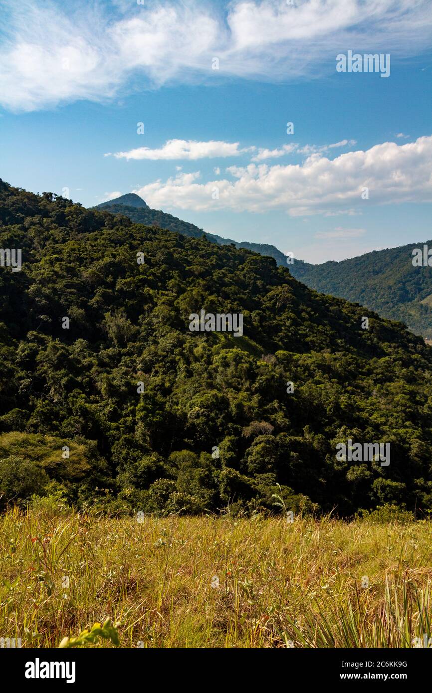 Brazil forest hi-res stock photography and images - Alamy