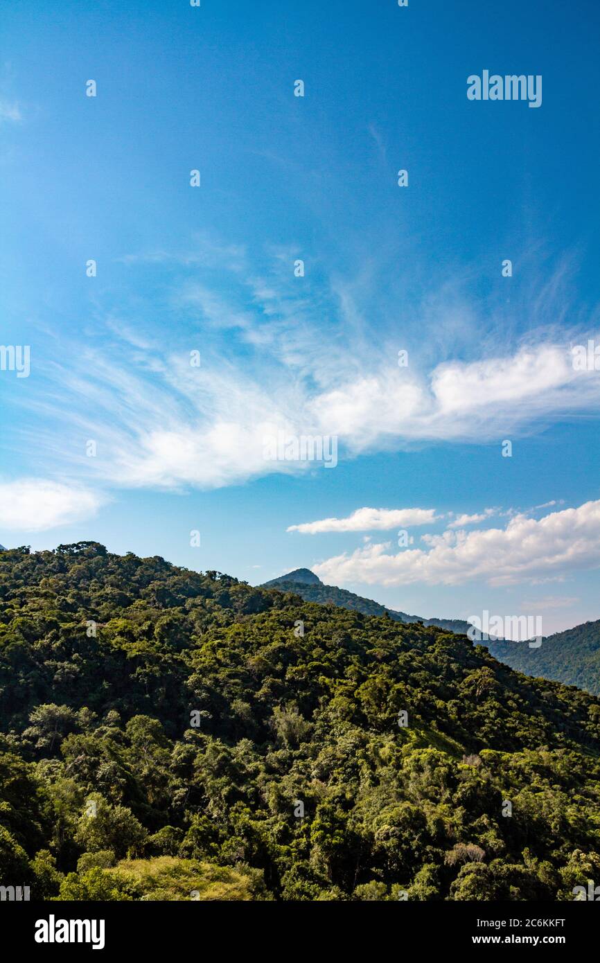 Atlantic forest on the Brazilian coast in Ilhabela, São Paulo, Brazil ...