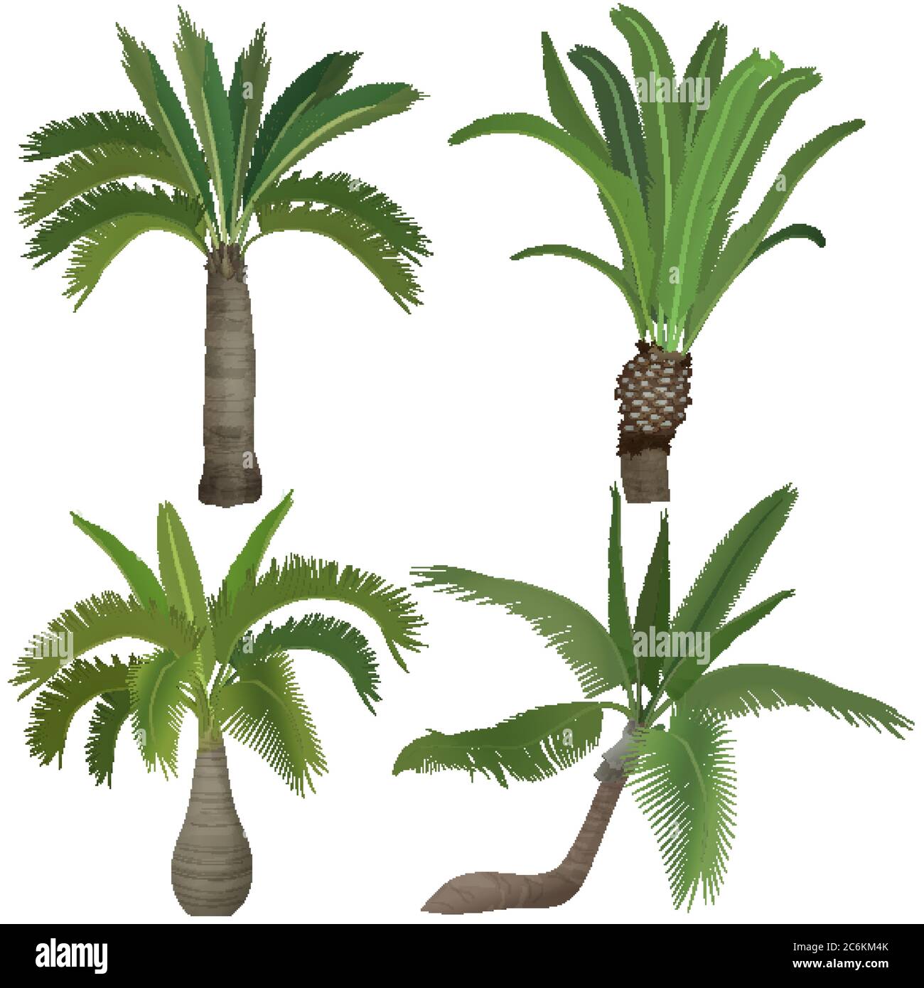 Exotic tropical realistic palm tree collection set Stock Vector Image ...