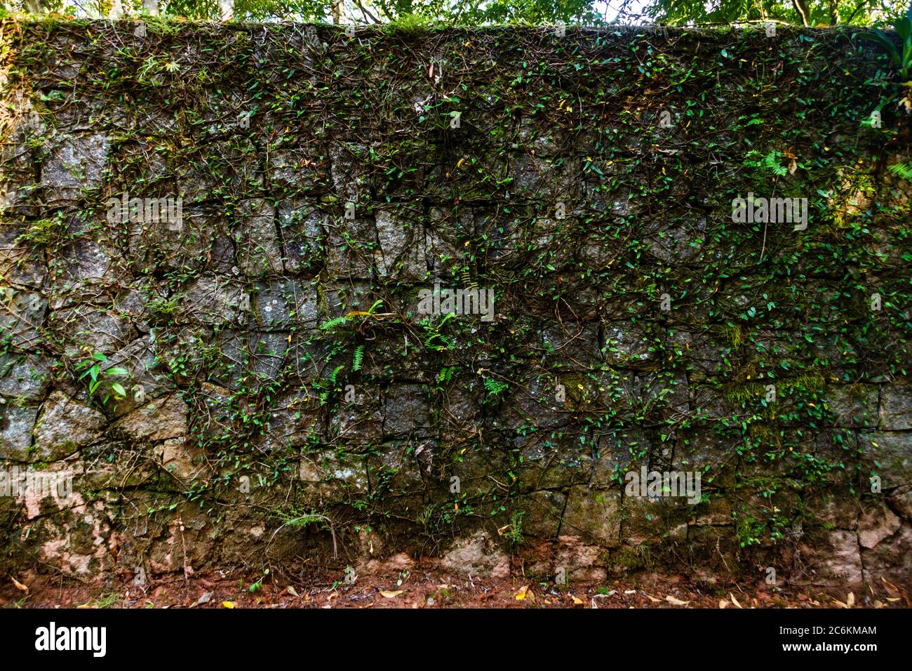 Old stone wall with creeper in Ilhabela, São Paulo, Brazil Stock Photo ...