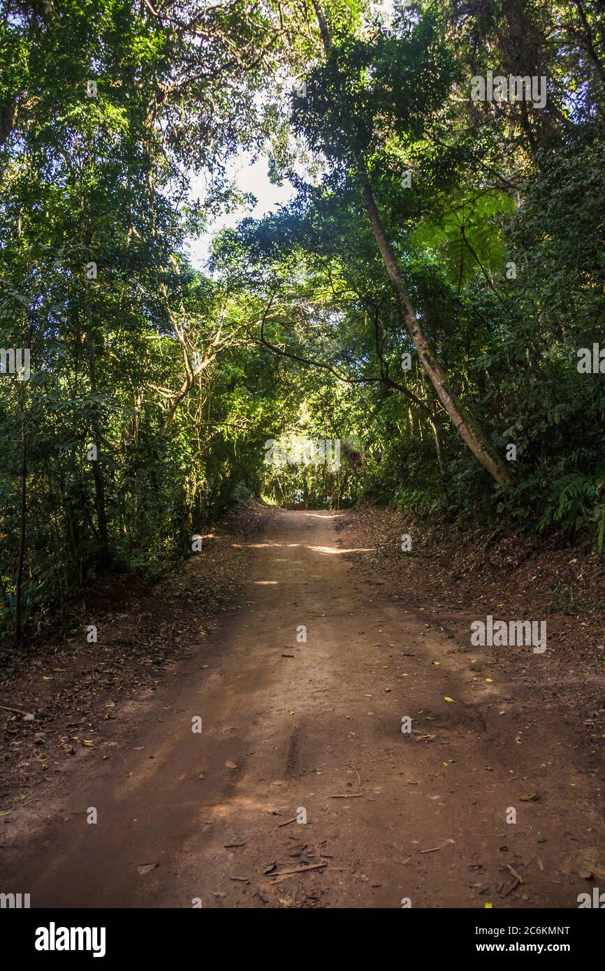Dirt road in the brazilian forest in Ilhabela, São Paulo State, Brazil ...