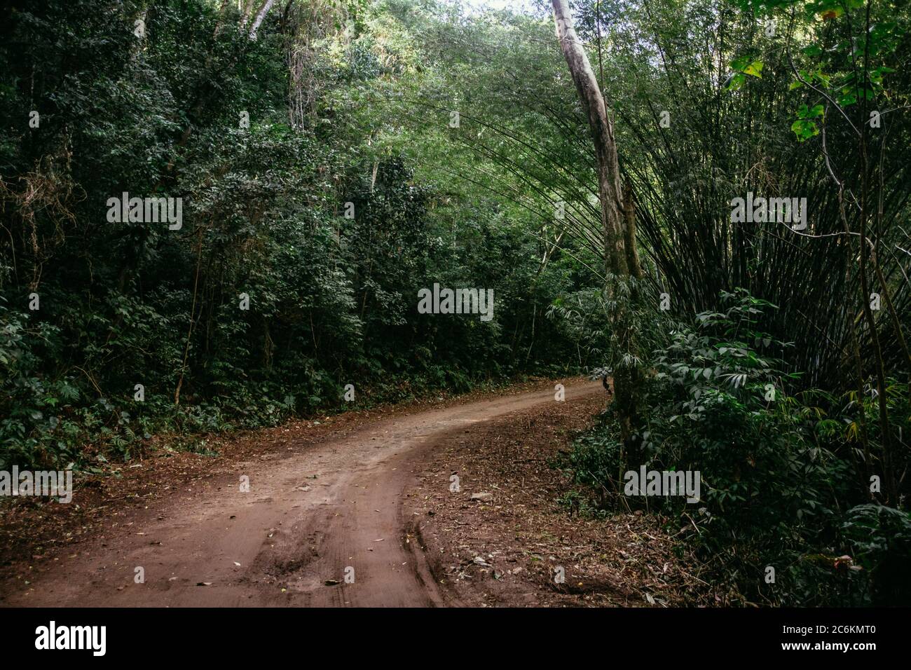 Rainforest road brazil hi-res stock photography and images - Alamy