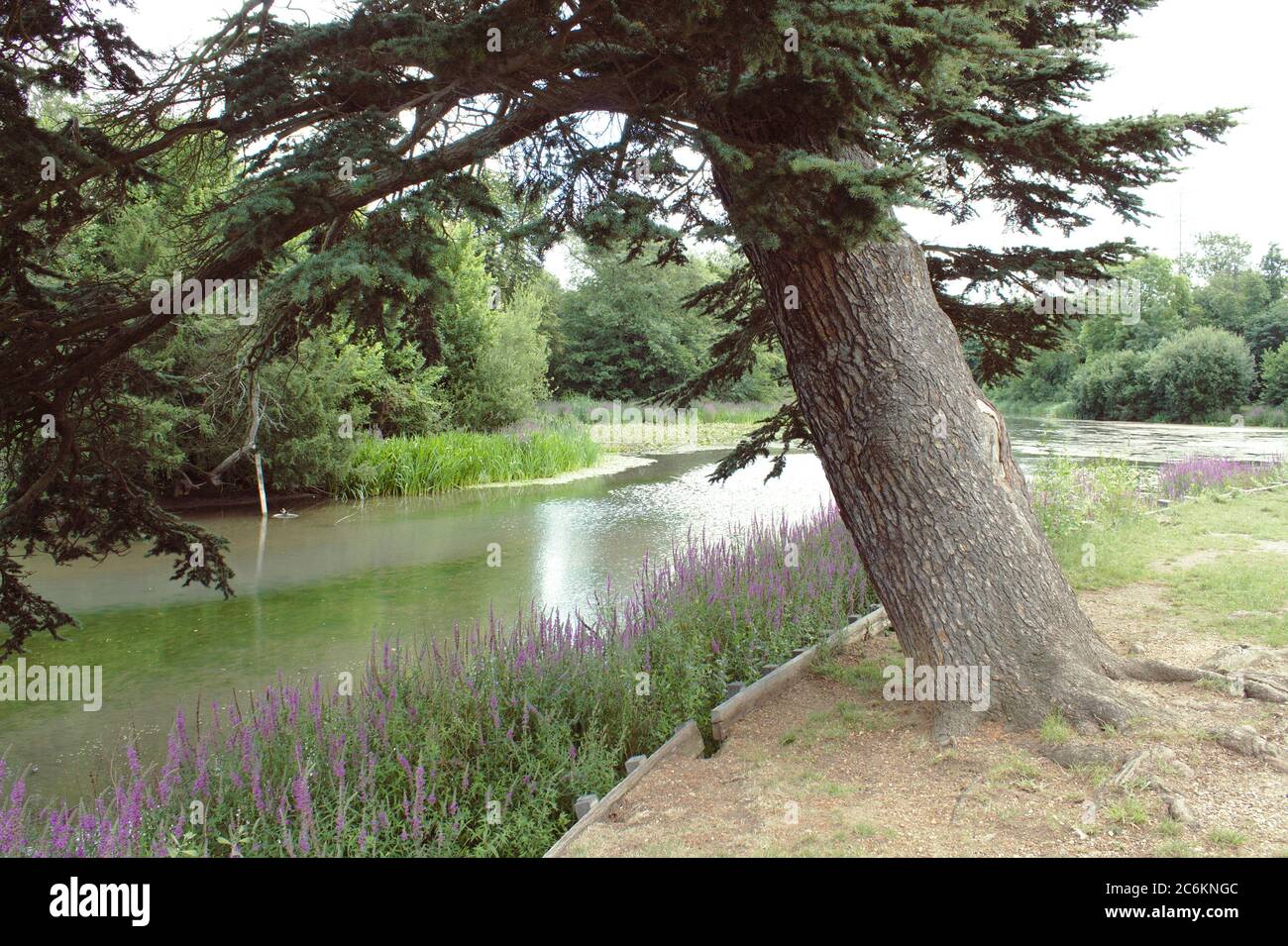 Slanted tree by stream Stock Photo - Alamy