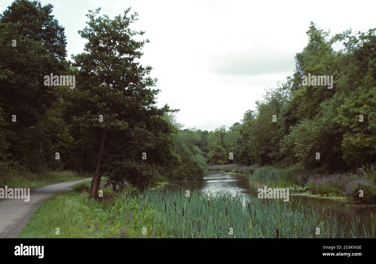 Slanted tree by stream Stock Photo - Alamy