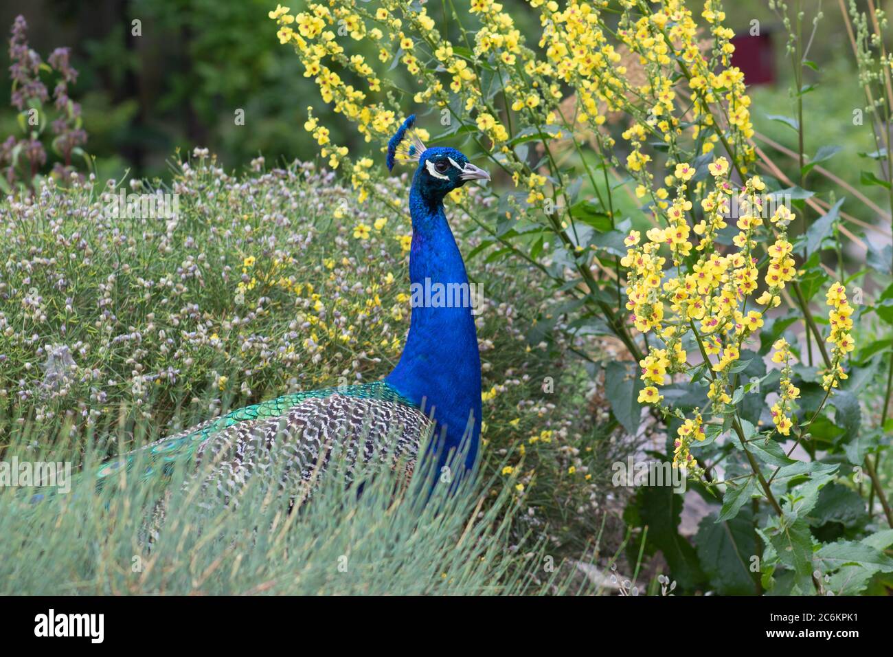 Peacock Bird Flowers High Resolution Stock Photography and Images - Alamy