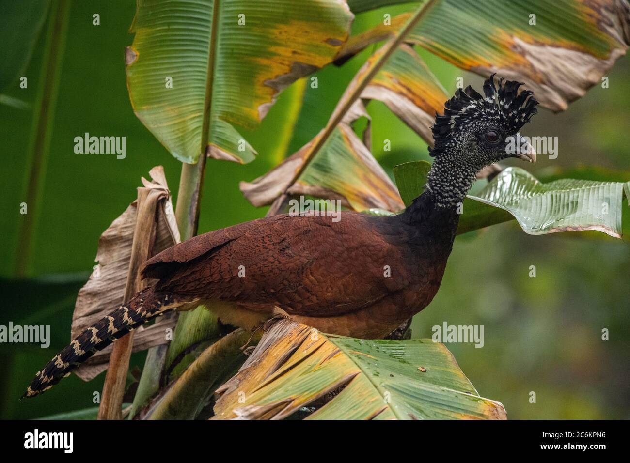 Great curassow (Crax rubra), Laguna del lagarto, Alajuela, Costa Rica ...
