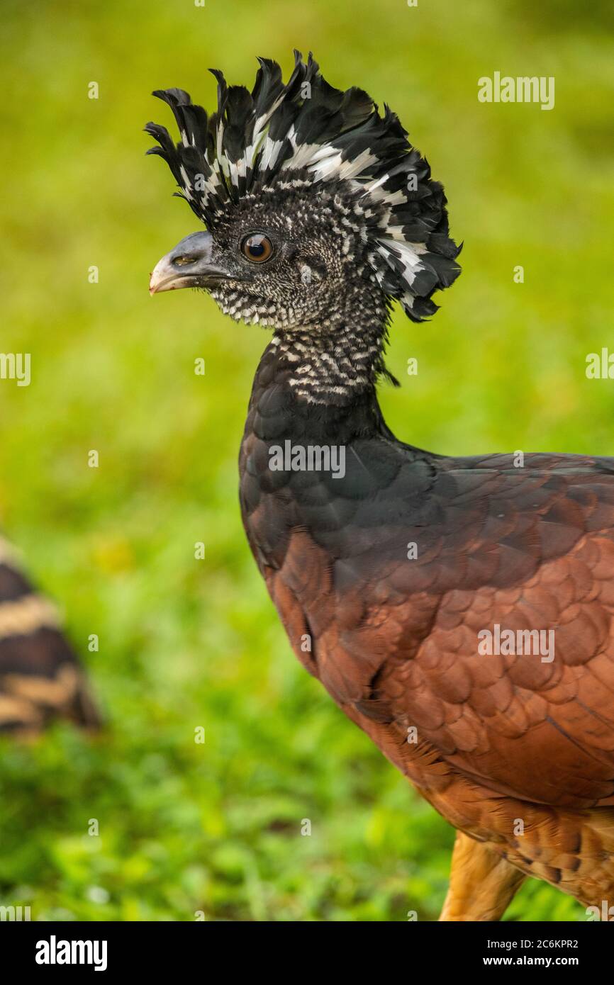 Great curassow (Crax rubra), Laguna del lagarto, Alajuela, Costa Rica ...