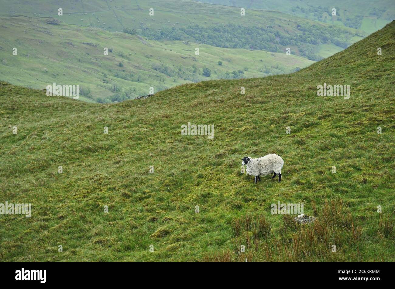 Yorkshire sheep hi-res stock photography and images - Alamy