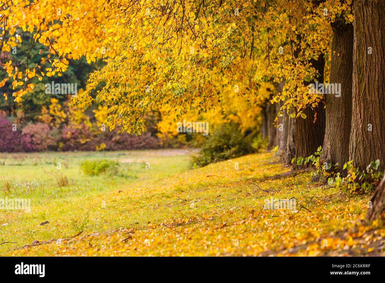 Fall in a Park autumn Stock Photo - Alamy