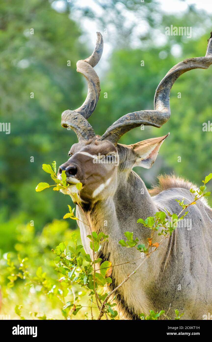 Majestic Kudu bull with big horns in a national park and reserve South ...