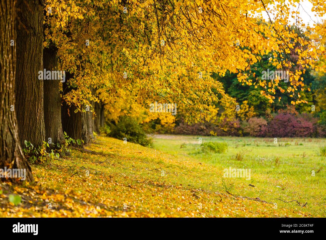 Autumn leaves under a big tree in the fall Stock Photo - Alamy