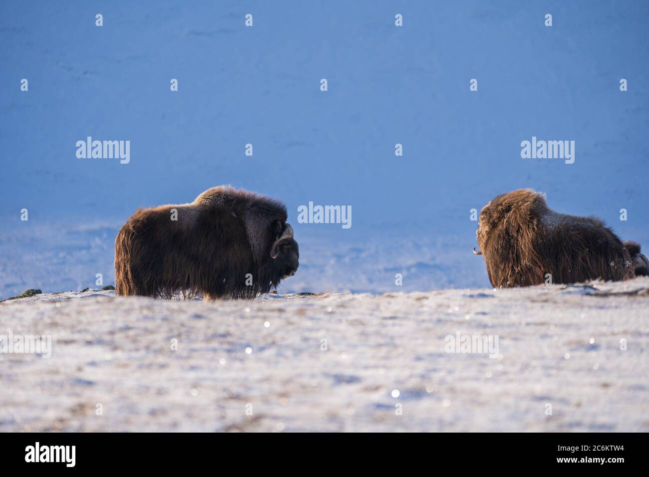 Musk Ox Scientific Name