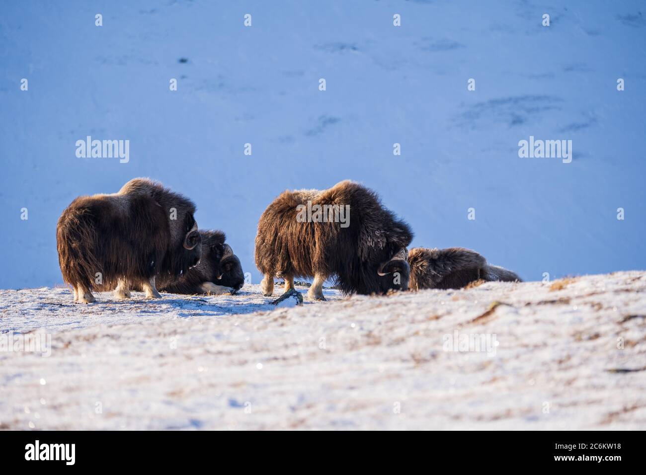 Musk Ox Scientific Name
