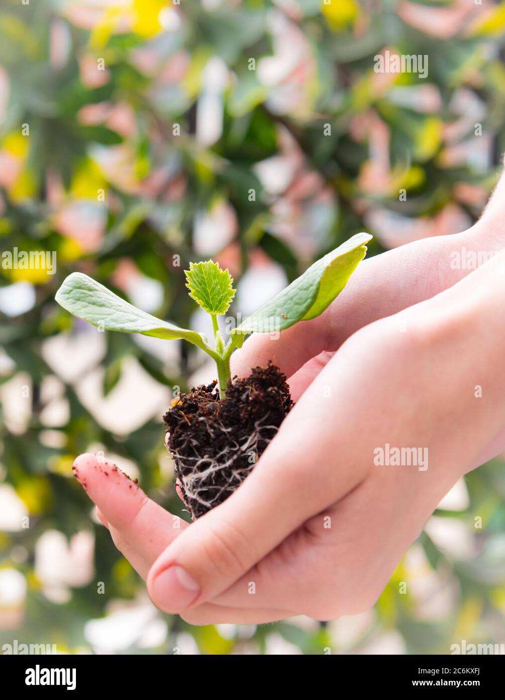 Hands holding plant roots hi-res stock photography and images - Alamy