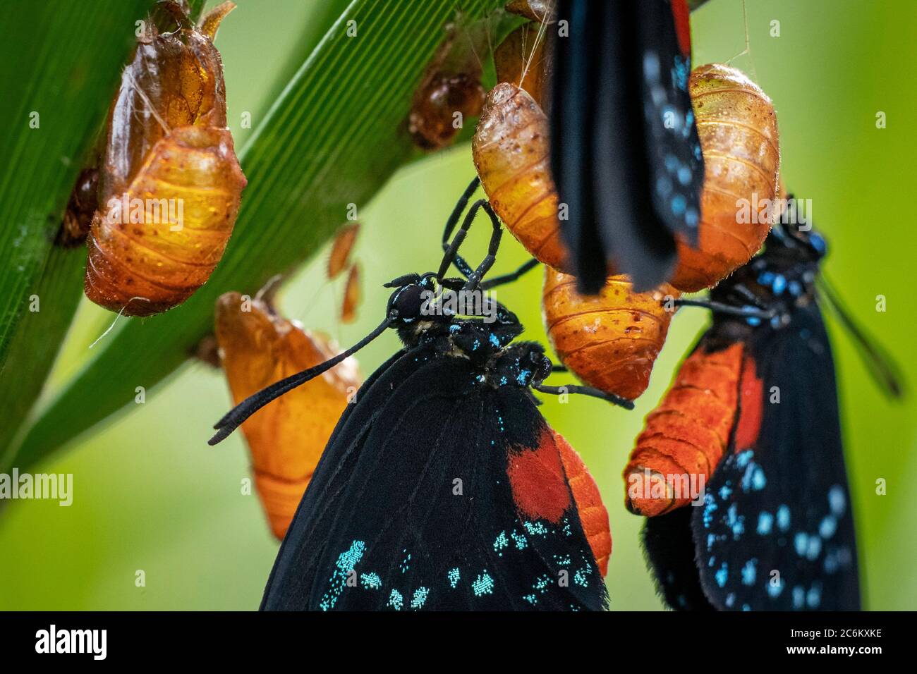 West Palm Beach, Florida, USA. 25th June, 2020. Atala butterflies ...