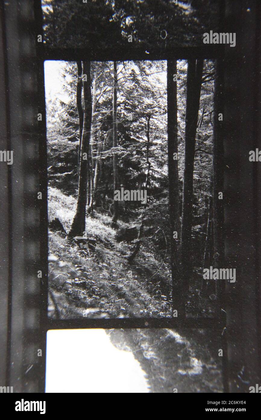 Fine 70s vintage contact print black and white photography of a dense ...