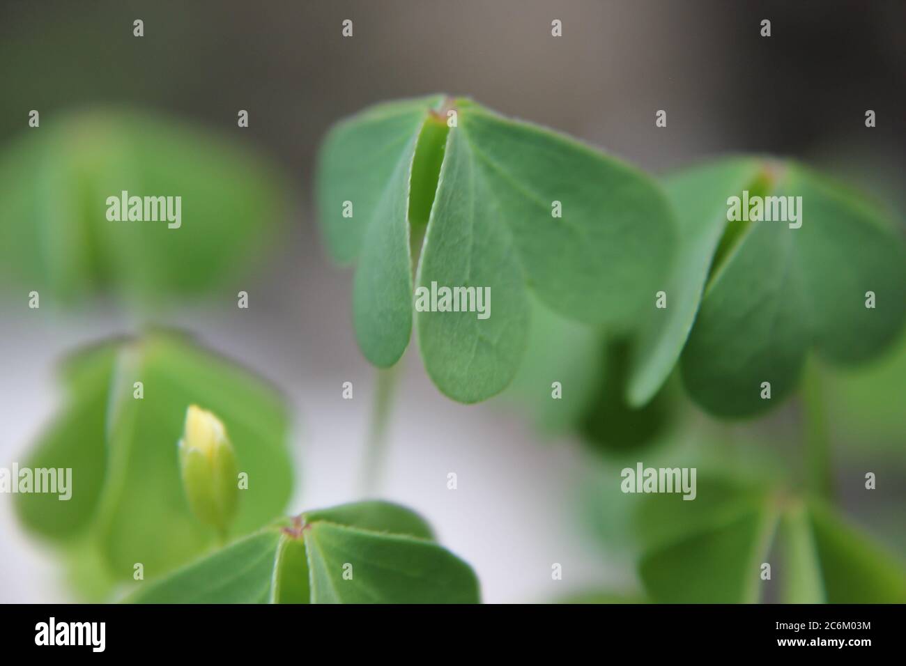 Four Leaf Clover Garden High Resolution Stock Photography and Images ...