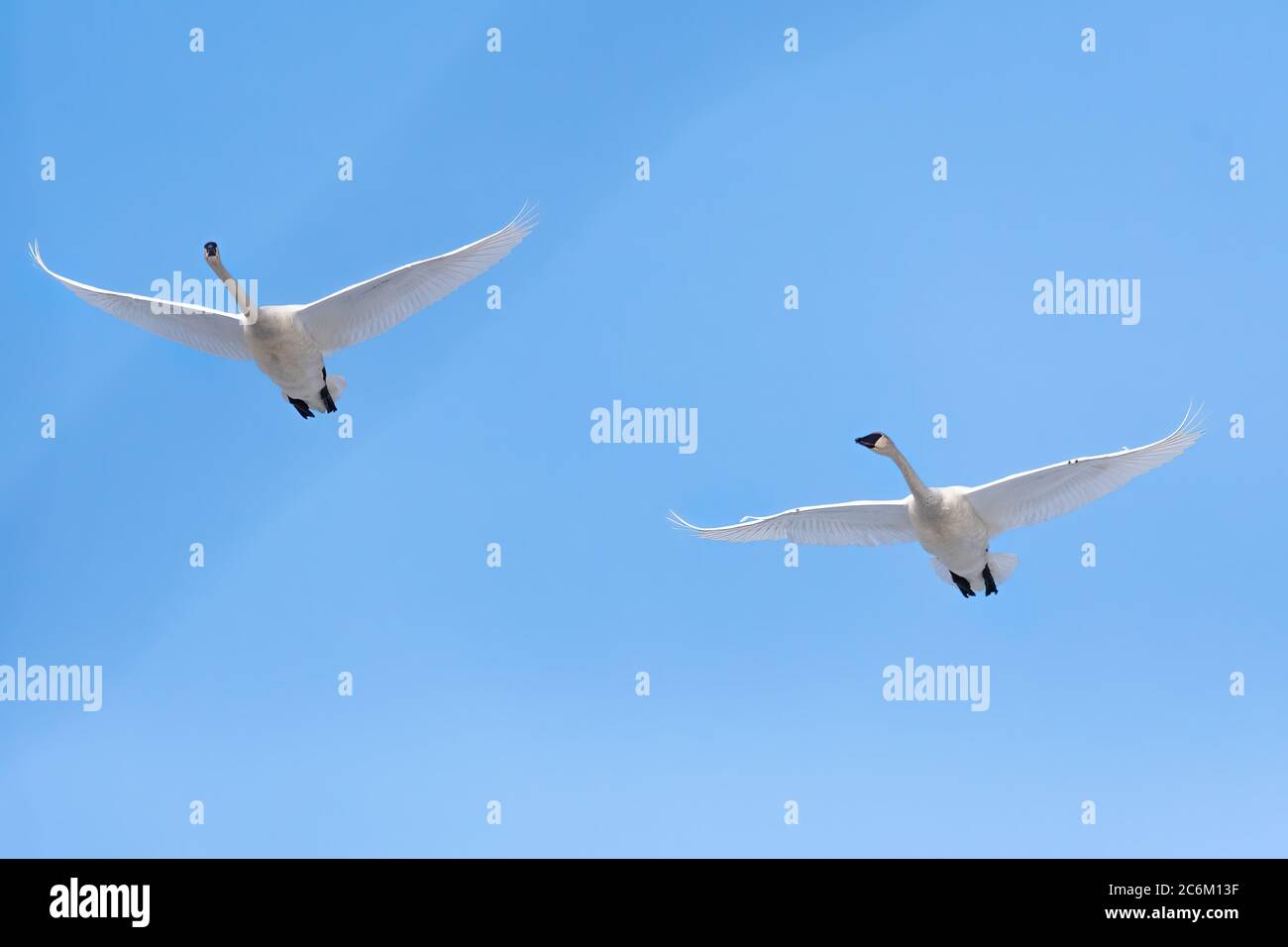 Swans flying overhead bithgt blue sky. Spring migration. Springtime ...