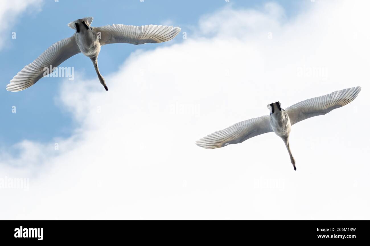 Swans flying overhead bithgt blue sky. Spring migration. Springtime ...