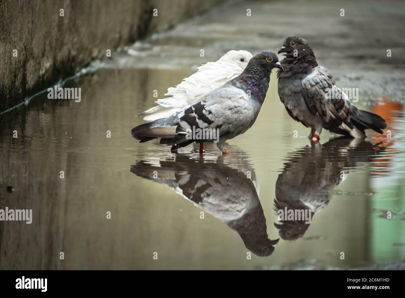 White pigeon & pigeon gray bathing on the street rain water with ...