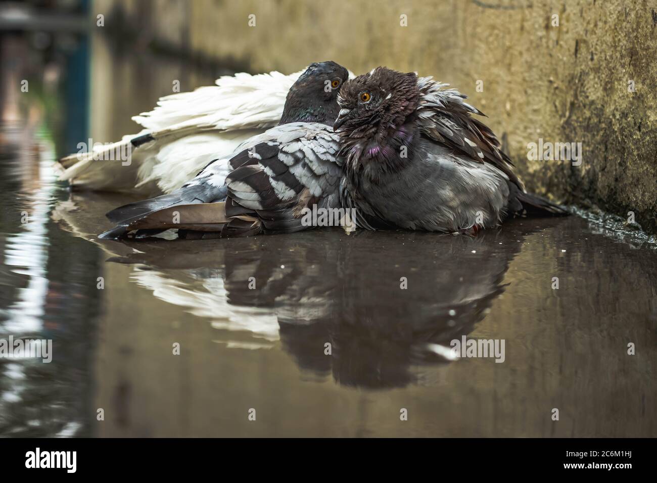 White pigeon & pigeon gray bathing on the street rain water with ...