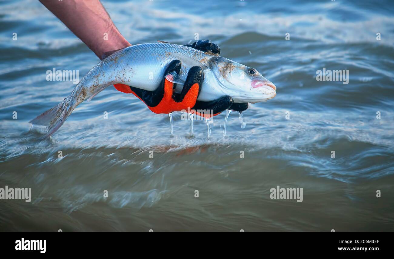 Fish being released hi-res stock photography and images - Alamy