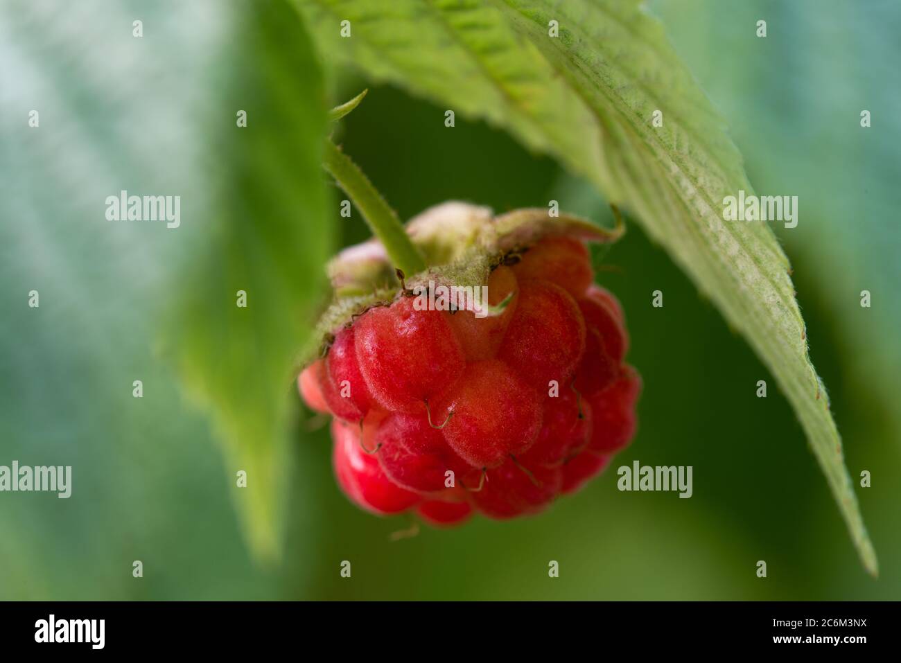 Fresh Red Raspberry on the Vine Stock Photo - Alamy