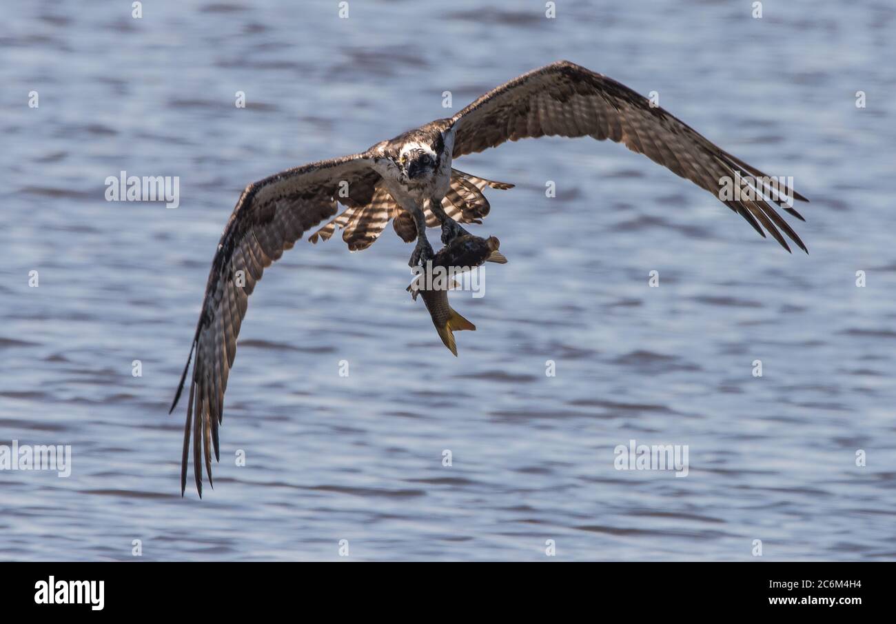 Fish for nestlings hi-res stock photography and images - Alamy