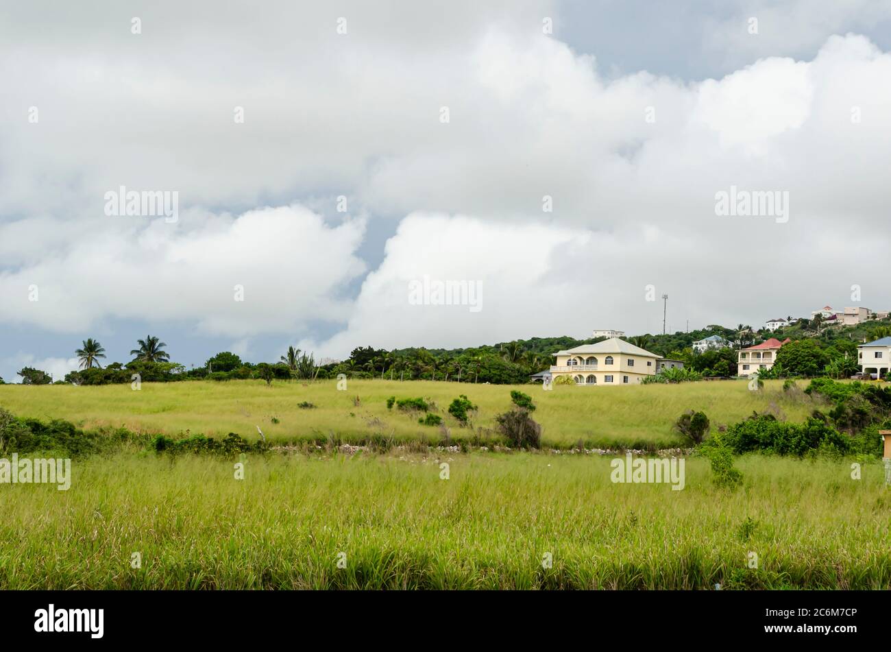 Growing Guinea Grass Stock Photo - Alamy
