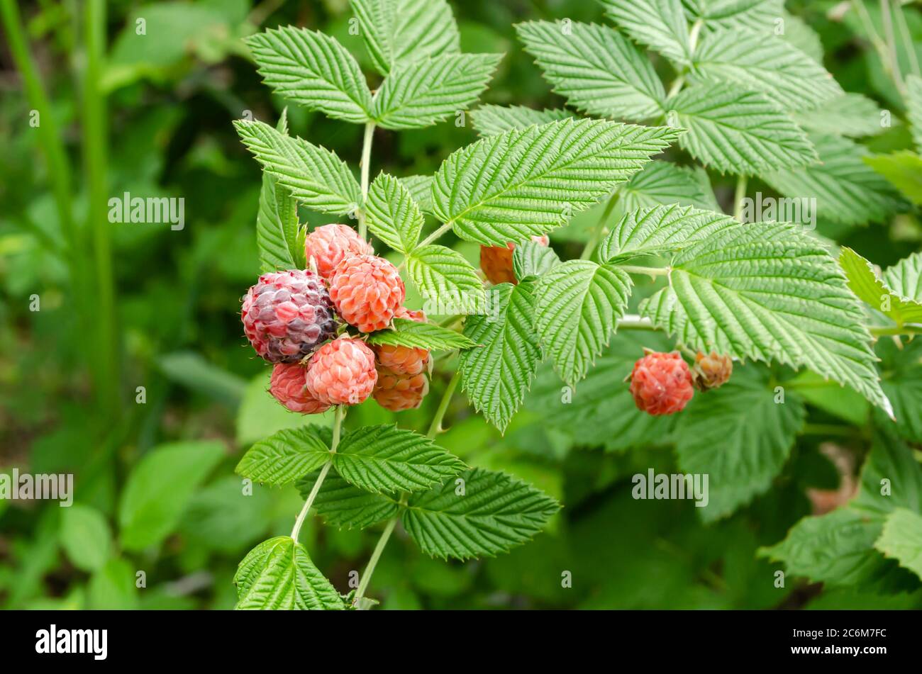 Mature raspberries hi-res stock photography and images - Alamy
