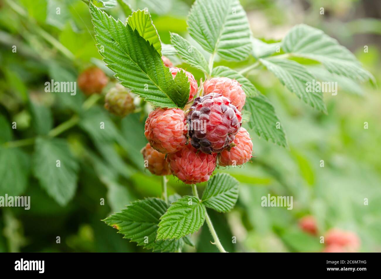 Black raspberries rubus occidentalis hi-res stock photography and ...