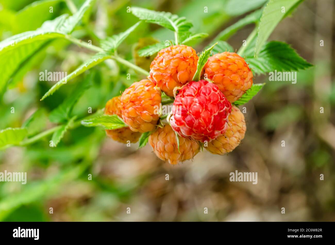 Black raspberry fruits hi-res stock photography and images - Alamy