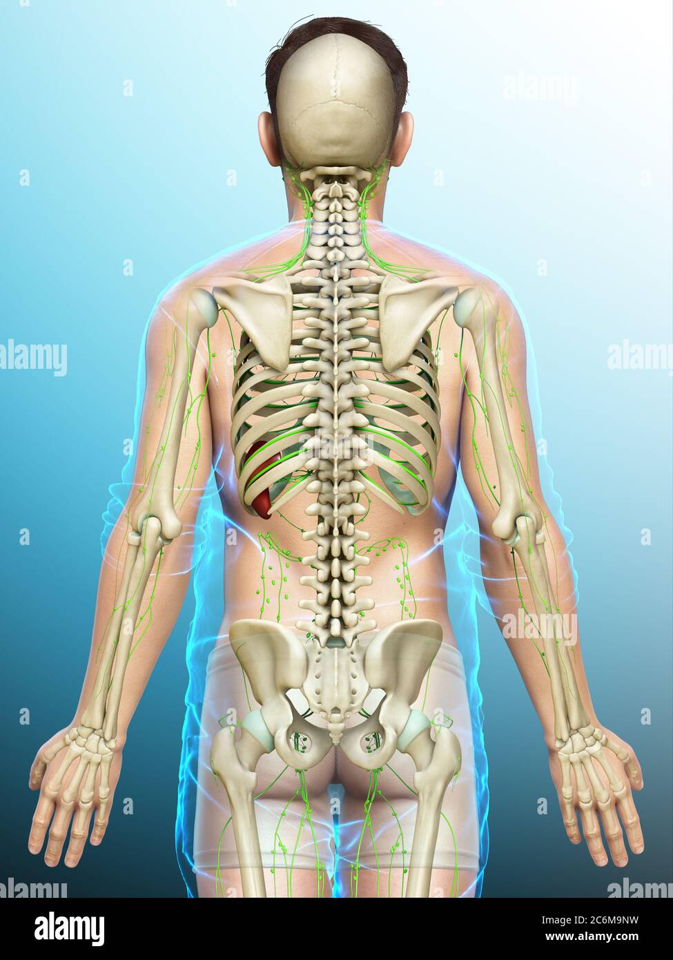 3d rendered medically accurate illustration of a male lymphatic system ...